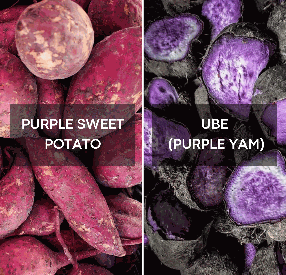 UBE NOLIA® | #1 Worldwide Premium Ube Powder